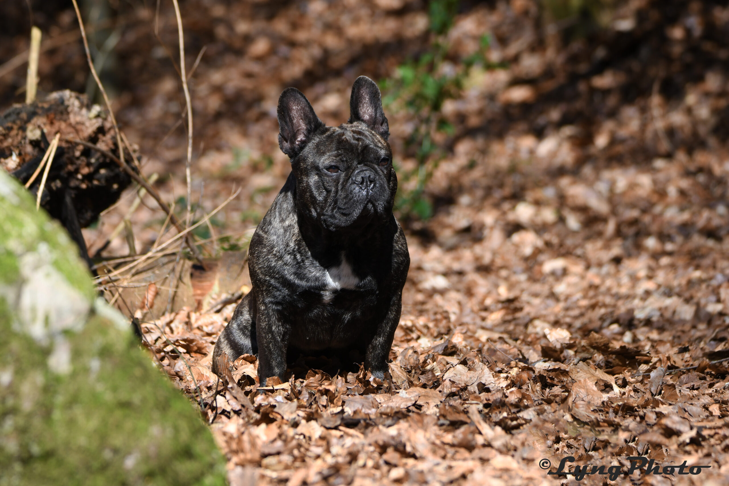 Quark 2 kvartal 2023